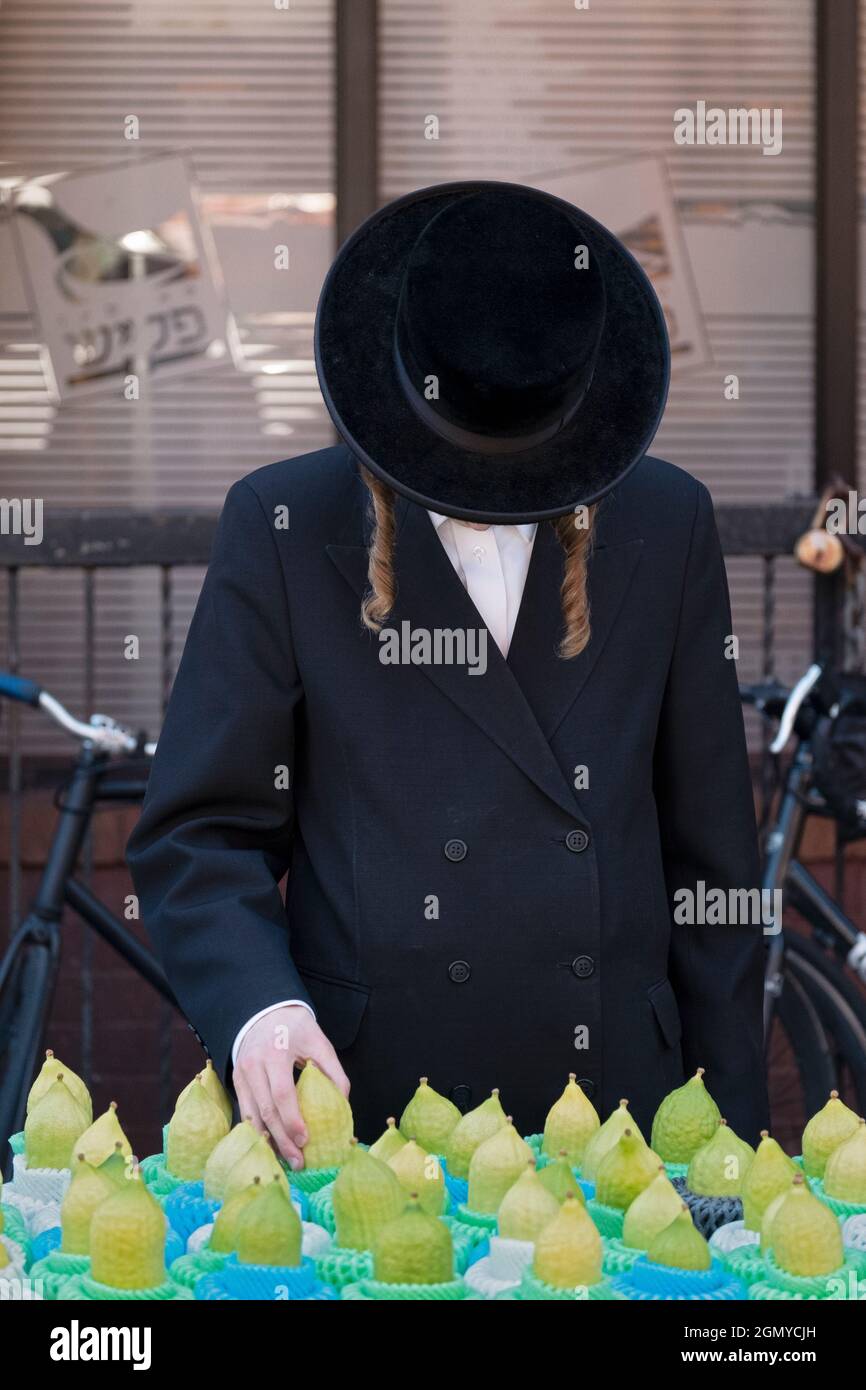 An anonymous Hasidic Jewish young man with long peyus examines an esrog ...
