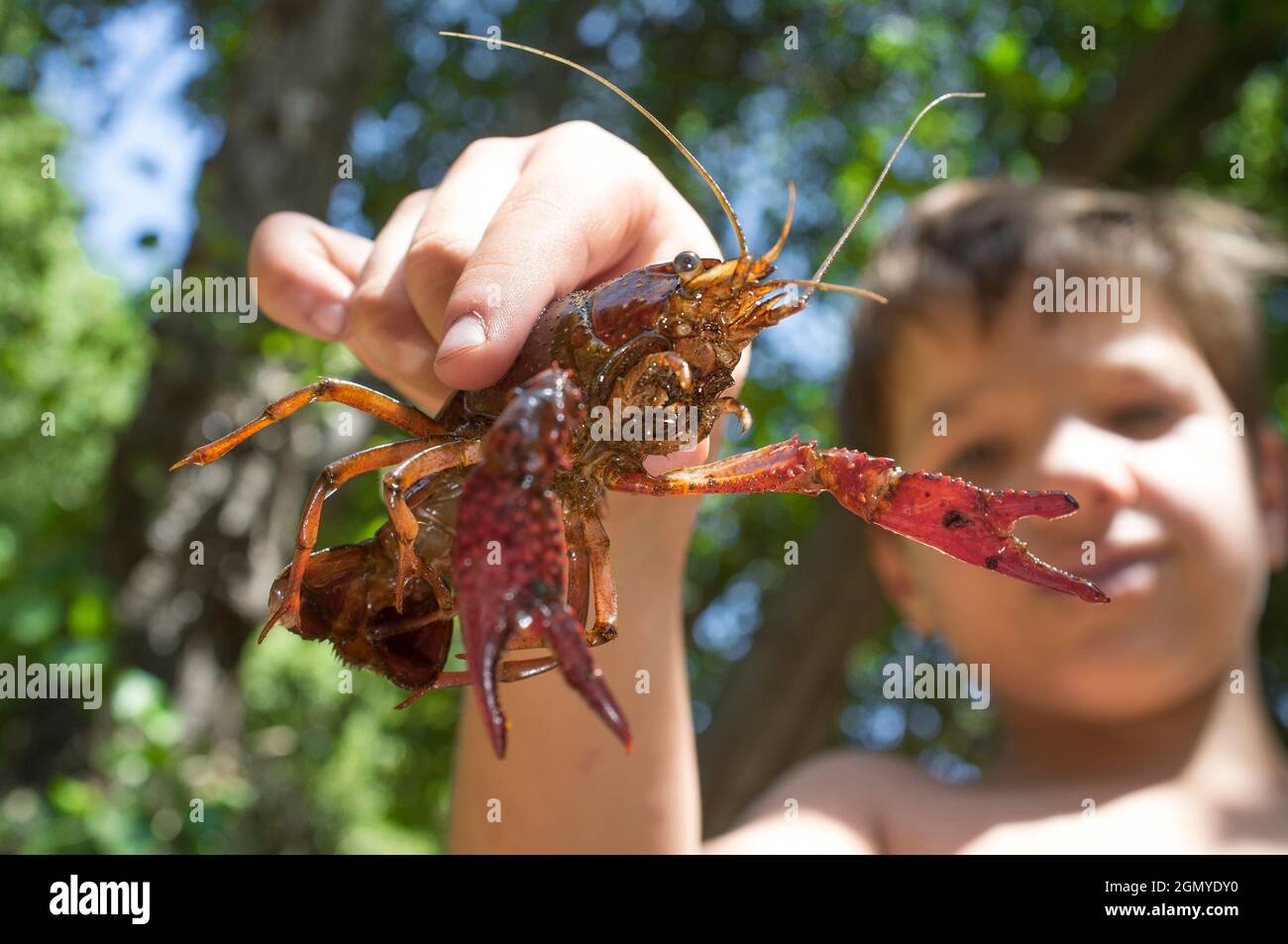 Little boy shows his last capture, a freshwater crayfish. Holidays ...
