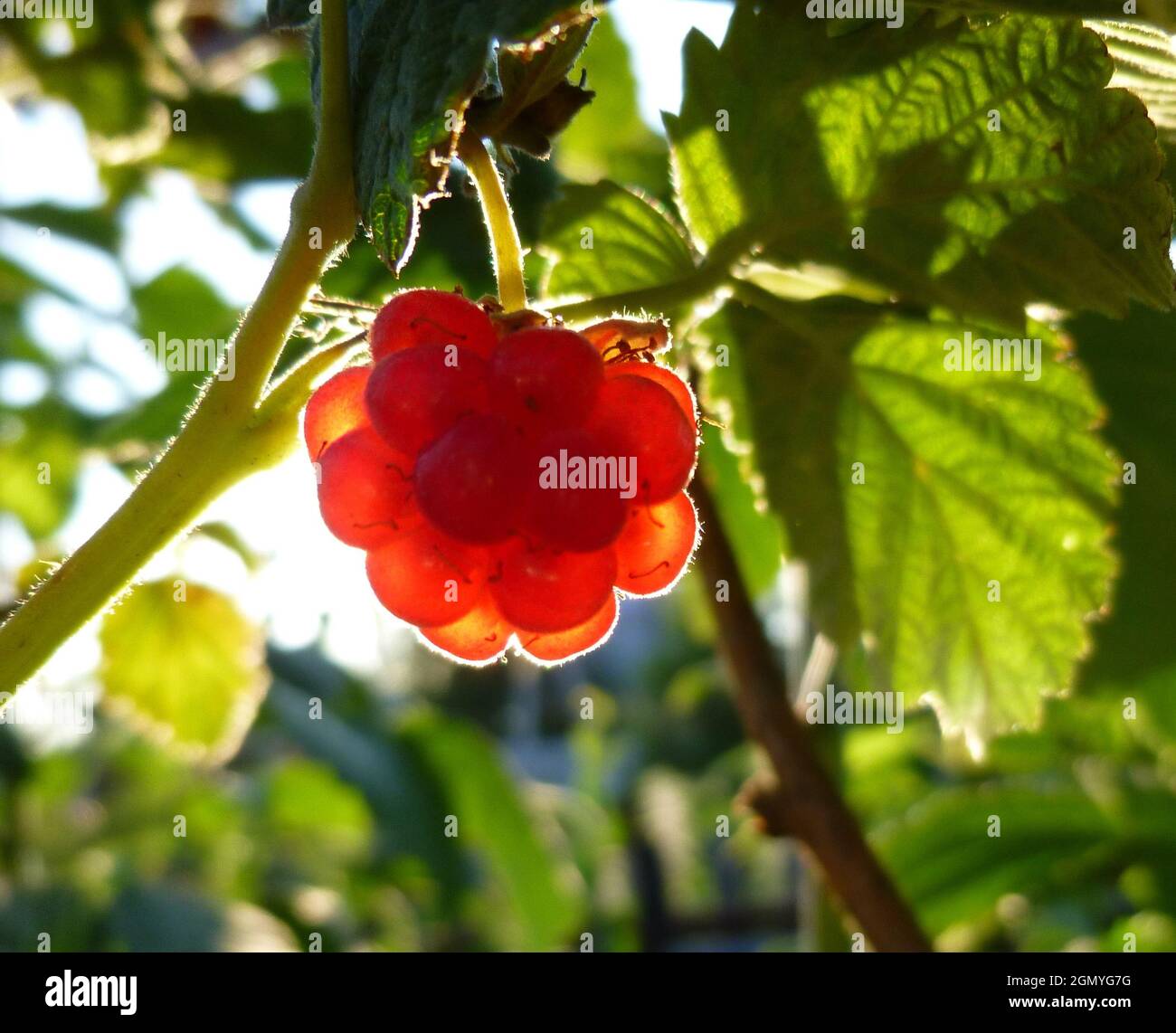 Single raspberry hangs on the bush in backlight. Rays of sun pass ...