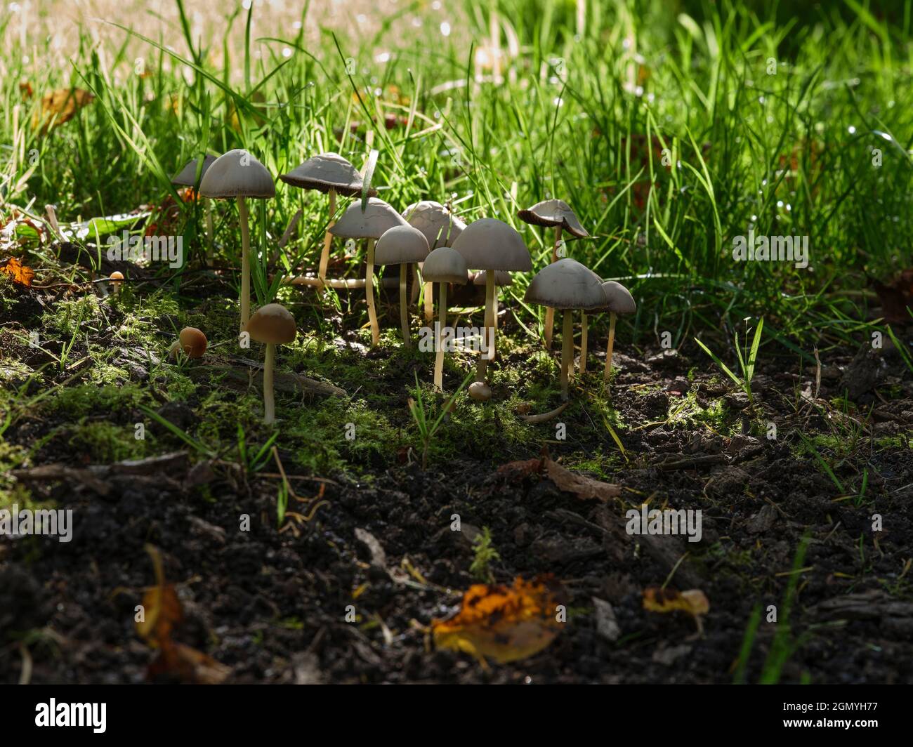 Backlit group of unidentified Toadstools growing on a woodland floor ...