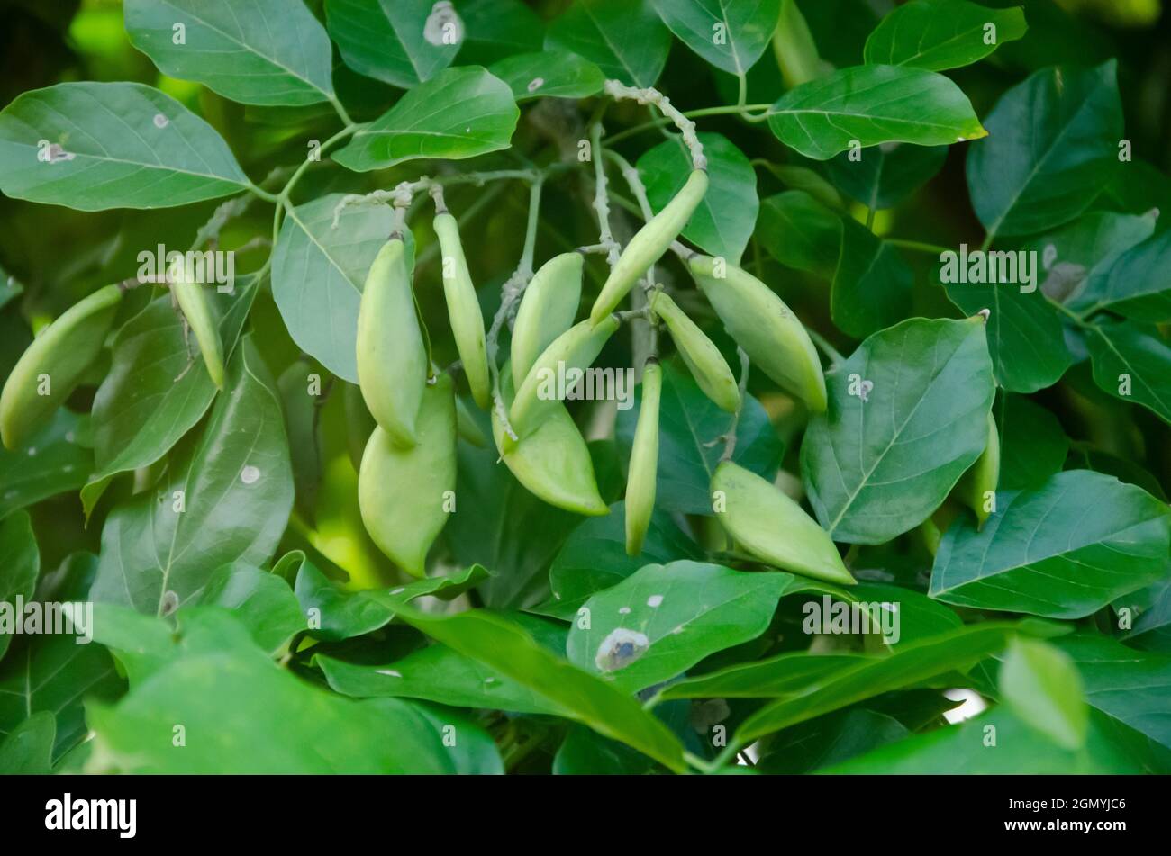 Selective focus on PONGAMIA plant with fruits and green leaves isolated ...