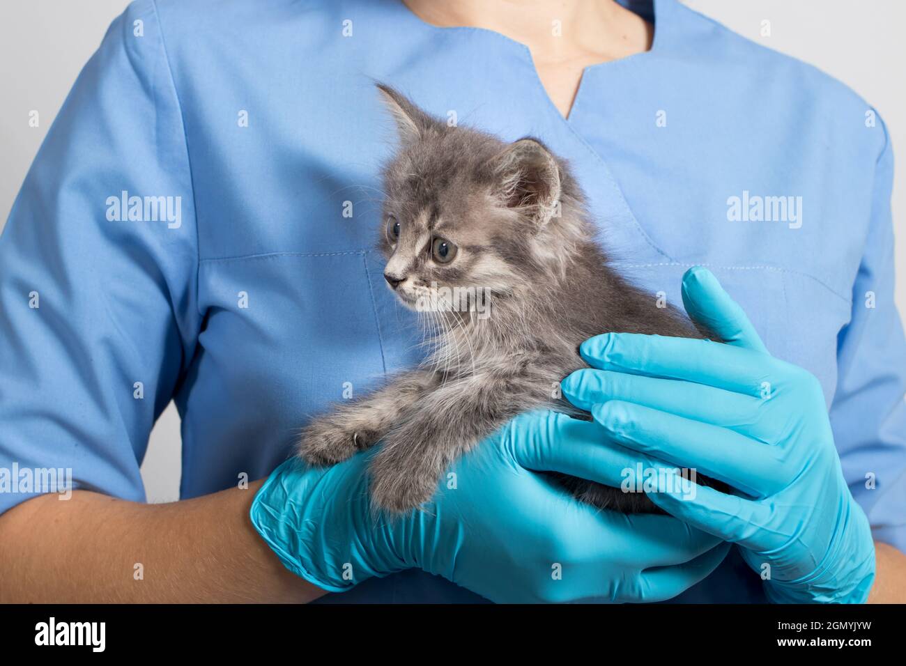 Cat doctor hi-res stock photography and images - Alamy