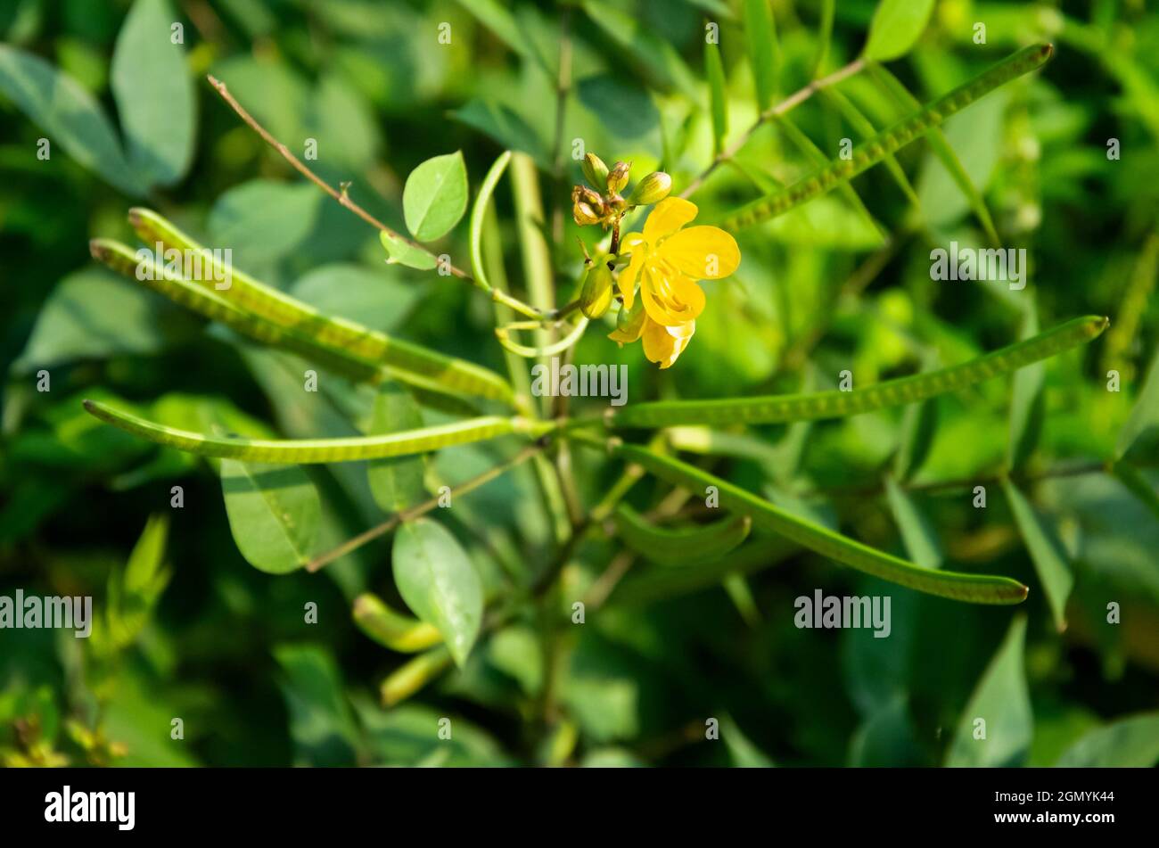 Selective focus on SENNA OCCIDENTALIS plant in the garden with blur ...