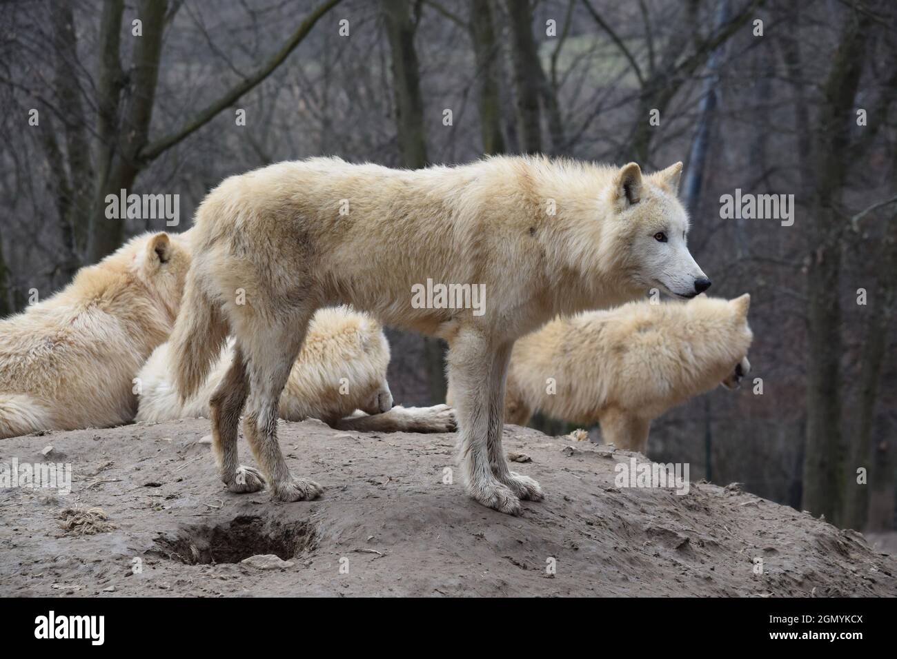 White wolfs hi-res stock photography and images - Alamy
