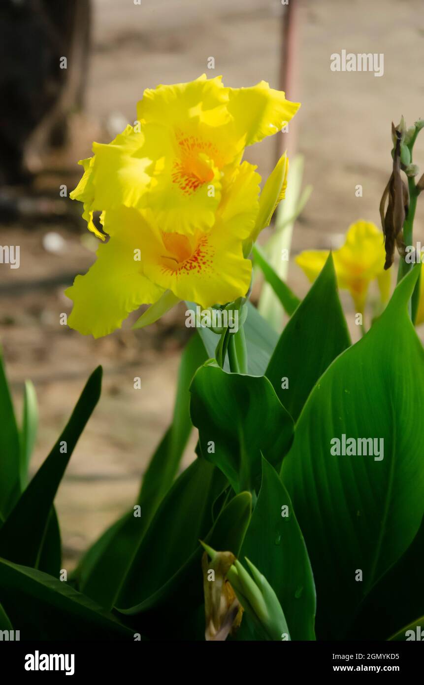 Selective focus on GOLDEN CANNA plant with flower and green leaves ...
