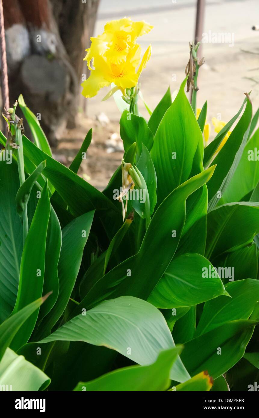 Selective focus on GOLDEN CANNA plant with flower and green leaves ...