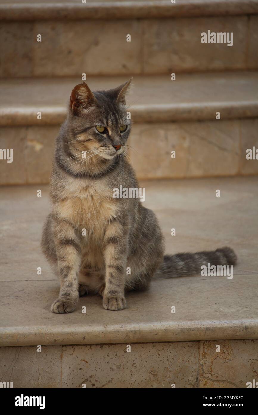 Domestic cat sitting on a step hi-res stock photography and images - Alamy