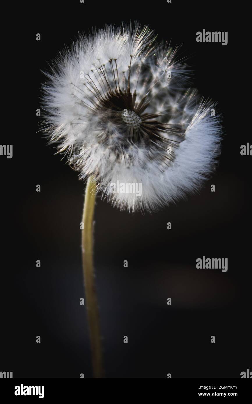 Foetid hawks beard hi-res stock photography and images - Alamy