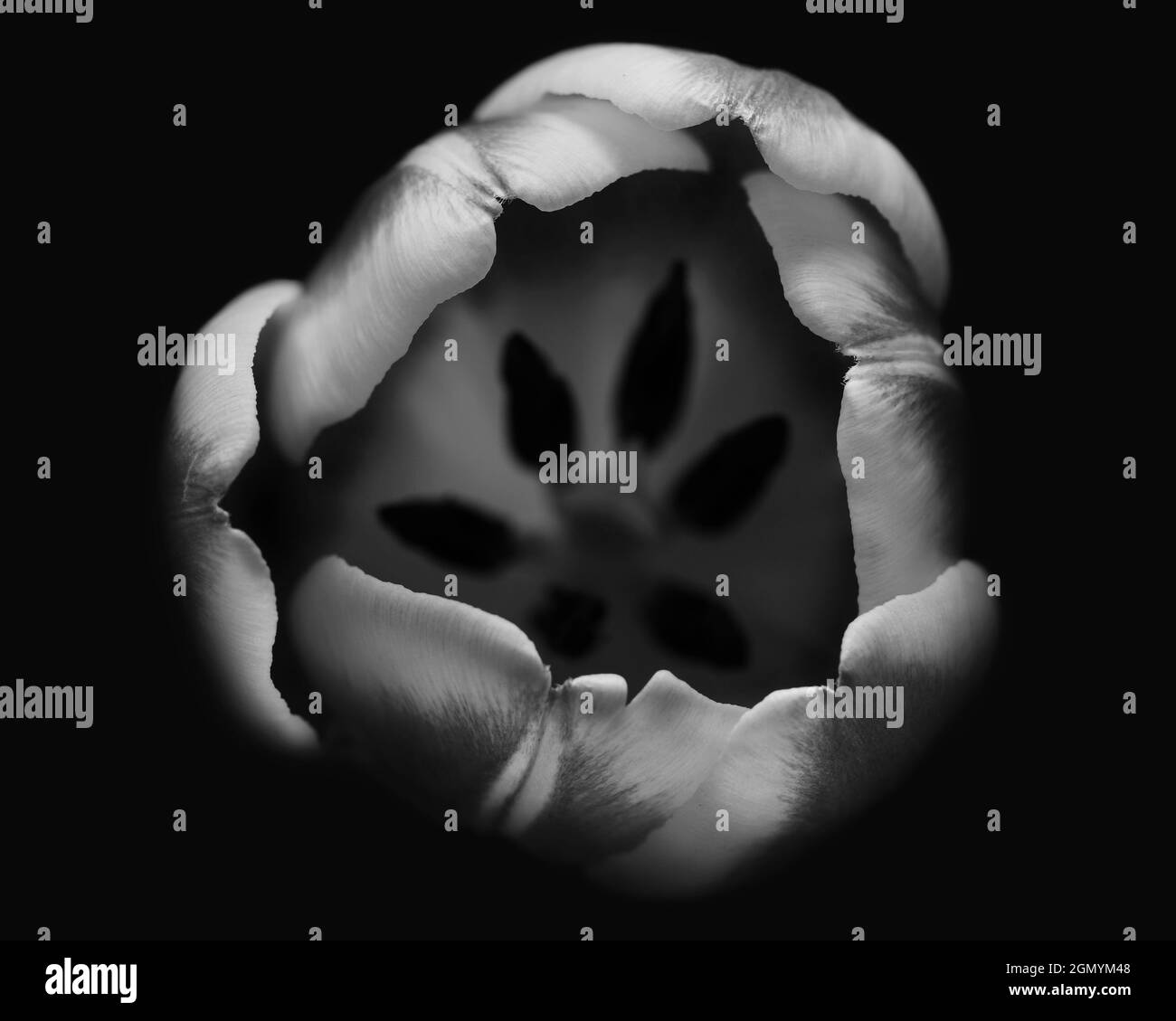Grayscale top view of a tulip flower, in front a da background Stock ...