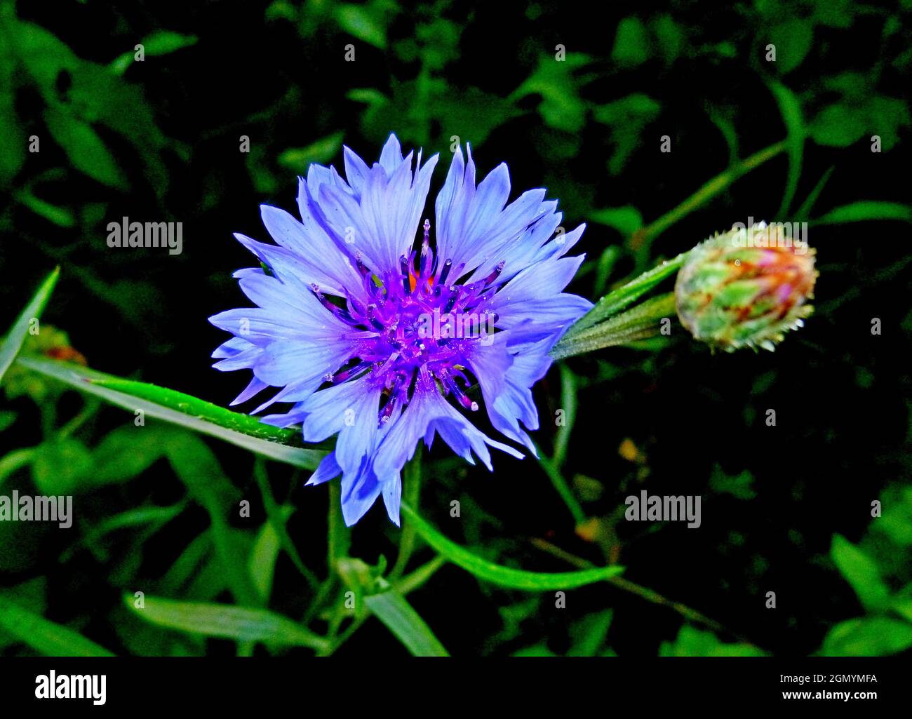 Cornflower, Centaurea montana blooming, one flower top view. Blue ...