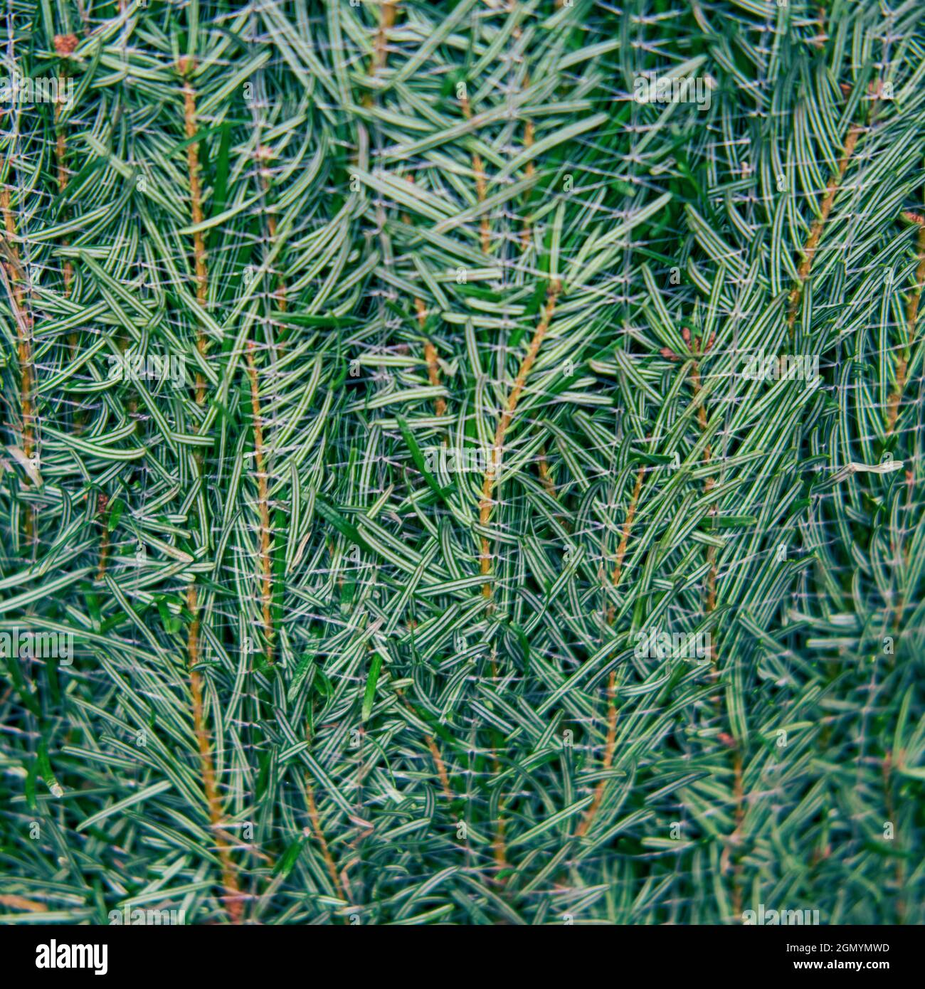 Background of green needles of a Christmas tree in a store grid ...