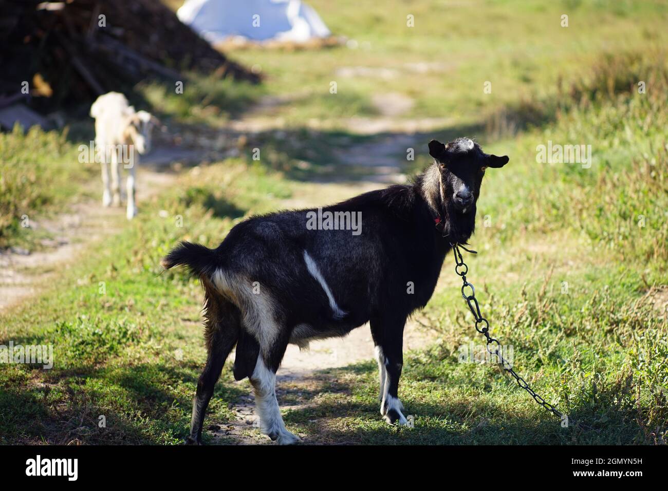 portrait of a black goat on a leash in a summer meadow Stock Photo - Alamy