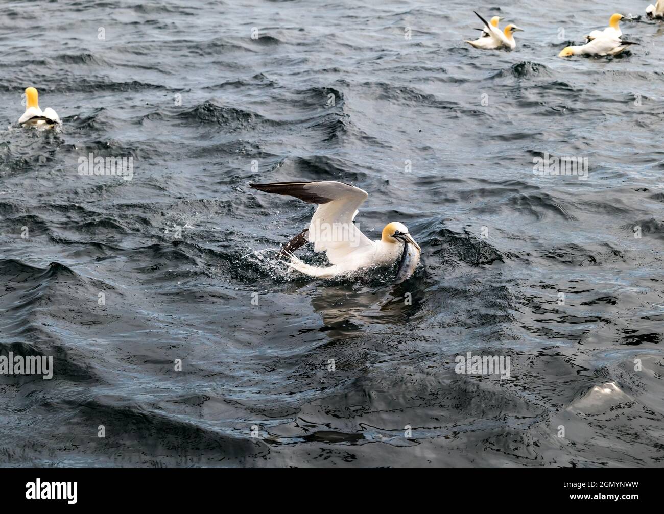 Herring fish hi-res stock photography and images - Alamy