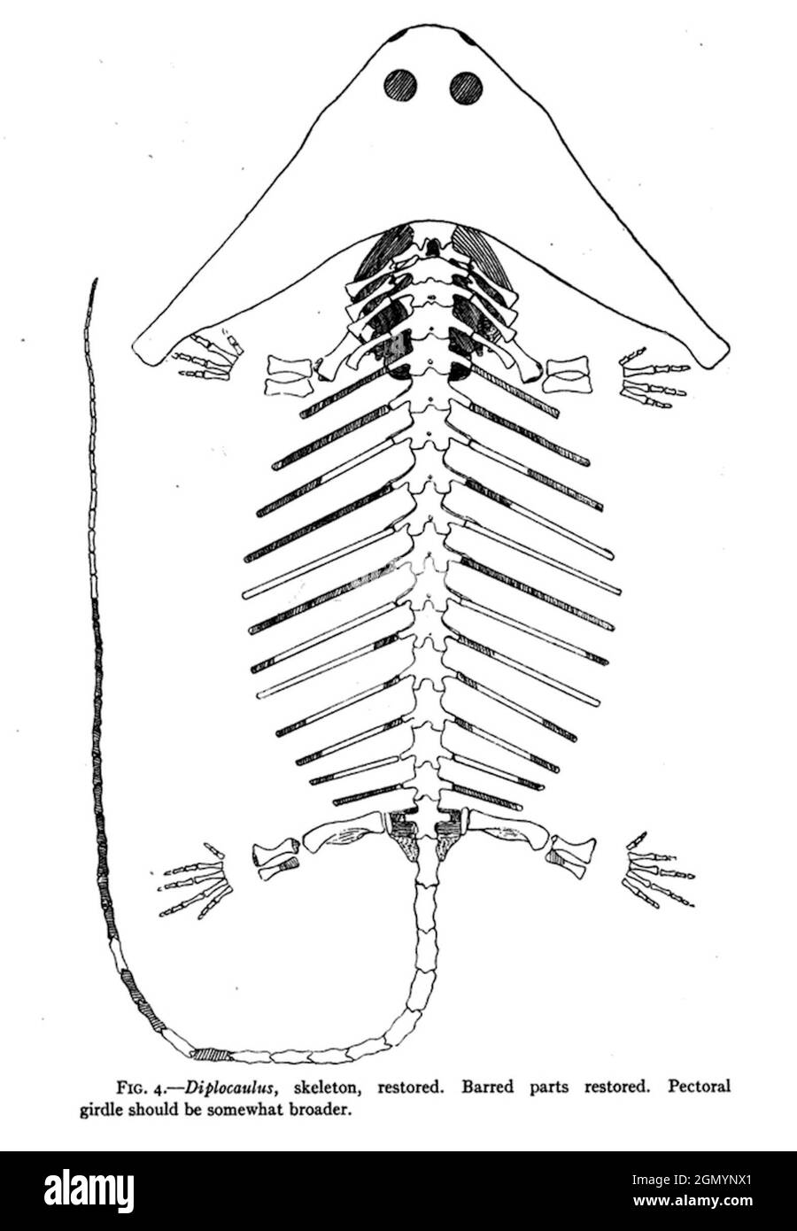 Diplocaulus hi-res stock photography and images - Alamy