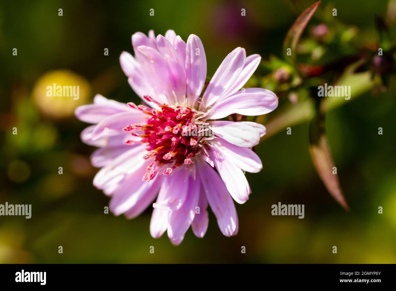 Aster Small-Ness daisy flower closeup Stock Photo - Alamy