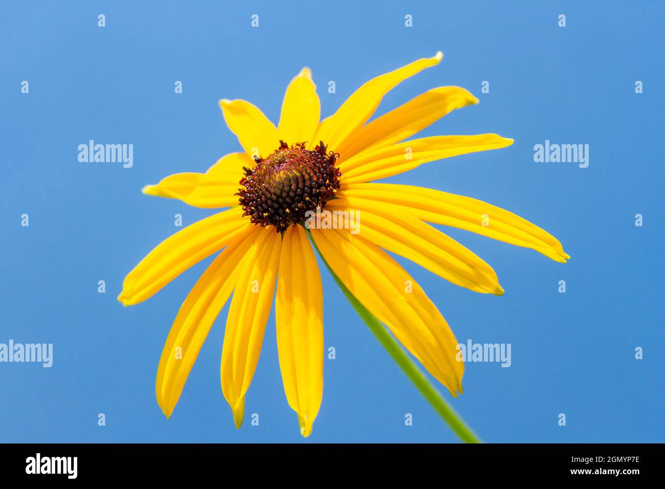Rudbeckia Fulgida "Viettes Little Suzy", Miniature Black Eyed Susan ...