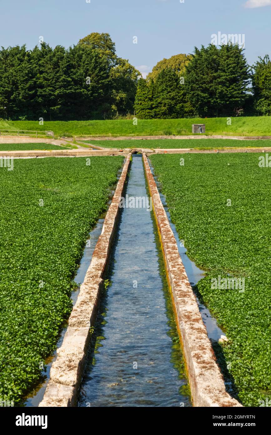 Watercress farming old hi-res stock photography and images - Alamy