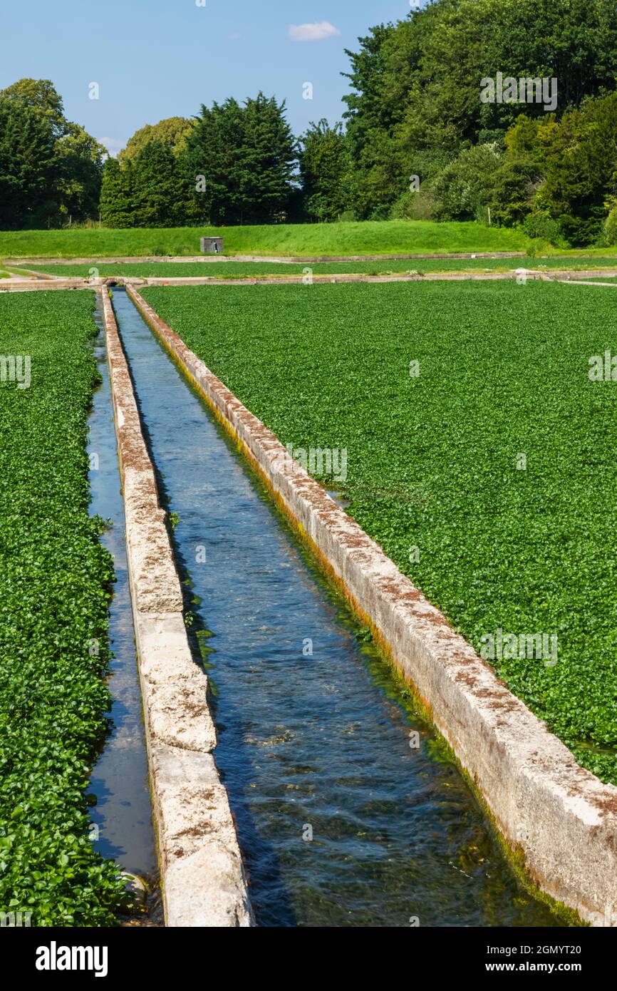 Watercress field england hampshire hi-res stock photography and images ...
