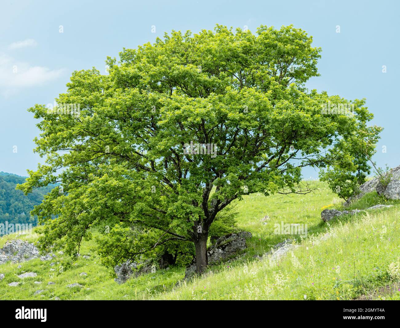 A sprawling tree with green foliage against a blue sky. The tree stands ...