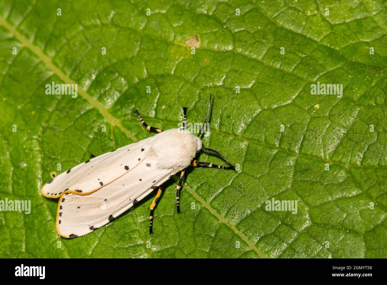 Salt Marsh Moth (Estigmene acrea Stock Photo - Alamy