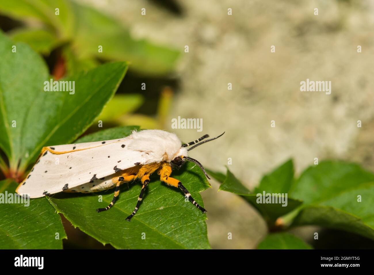 Salt marsh moth hi-res stock photography and images - Alamy