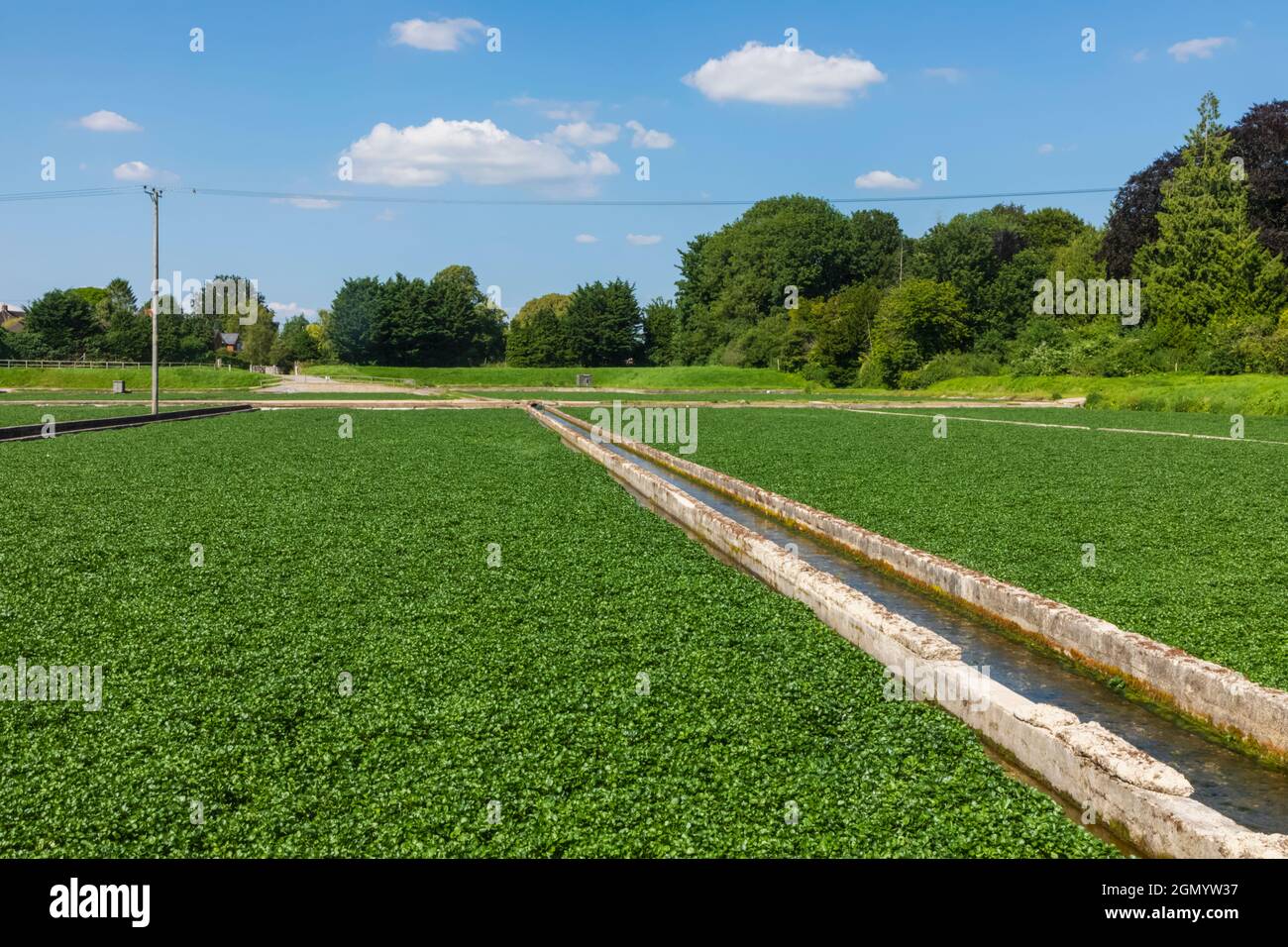 England, Hampshire, Old Alresford, Watercress Fields Stock Photo - Alamy