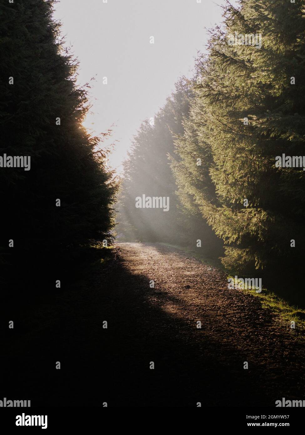 Sun rays penetrating the deep green forest Stock Photo - Alamy