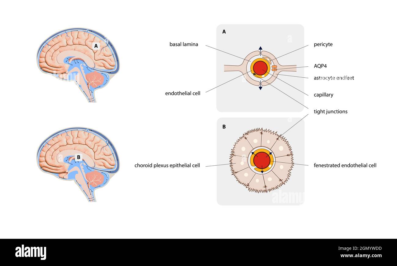 Diagram Illustrating Cerebrospinal Fluid CSF in the Brain Central ...