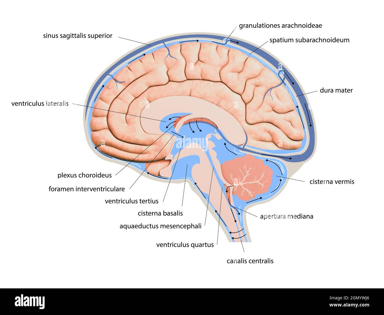 Diagram Illustrating Cerebrospinal Fluid CSF in the Brain Central ...