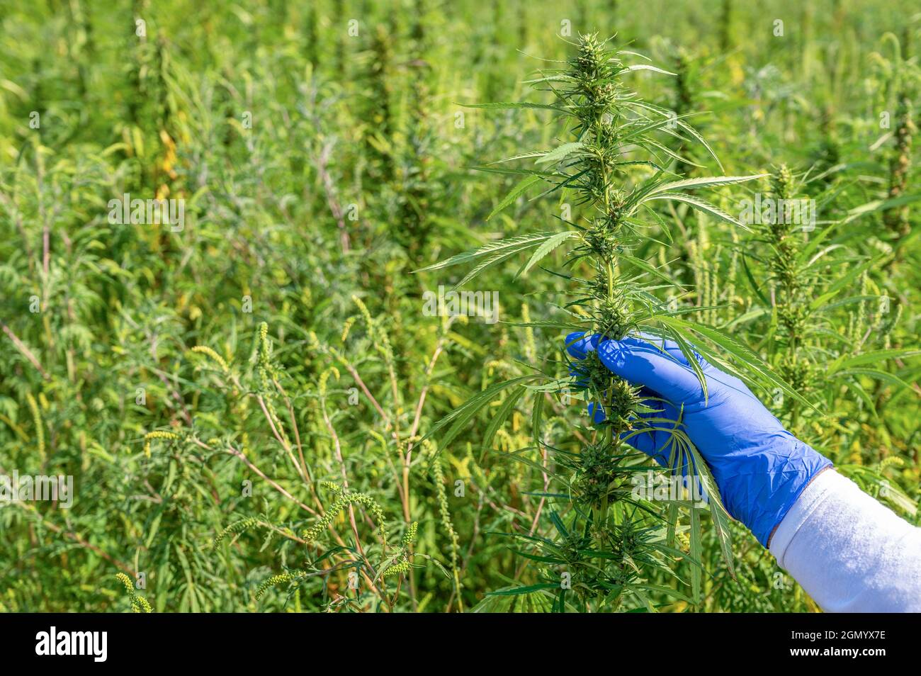 Field of hemp or cannabis sativa Stock Photo - Alamy