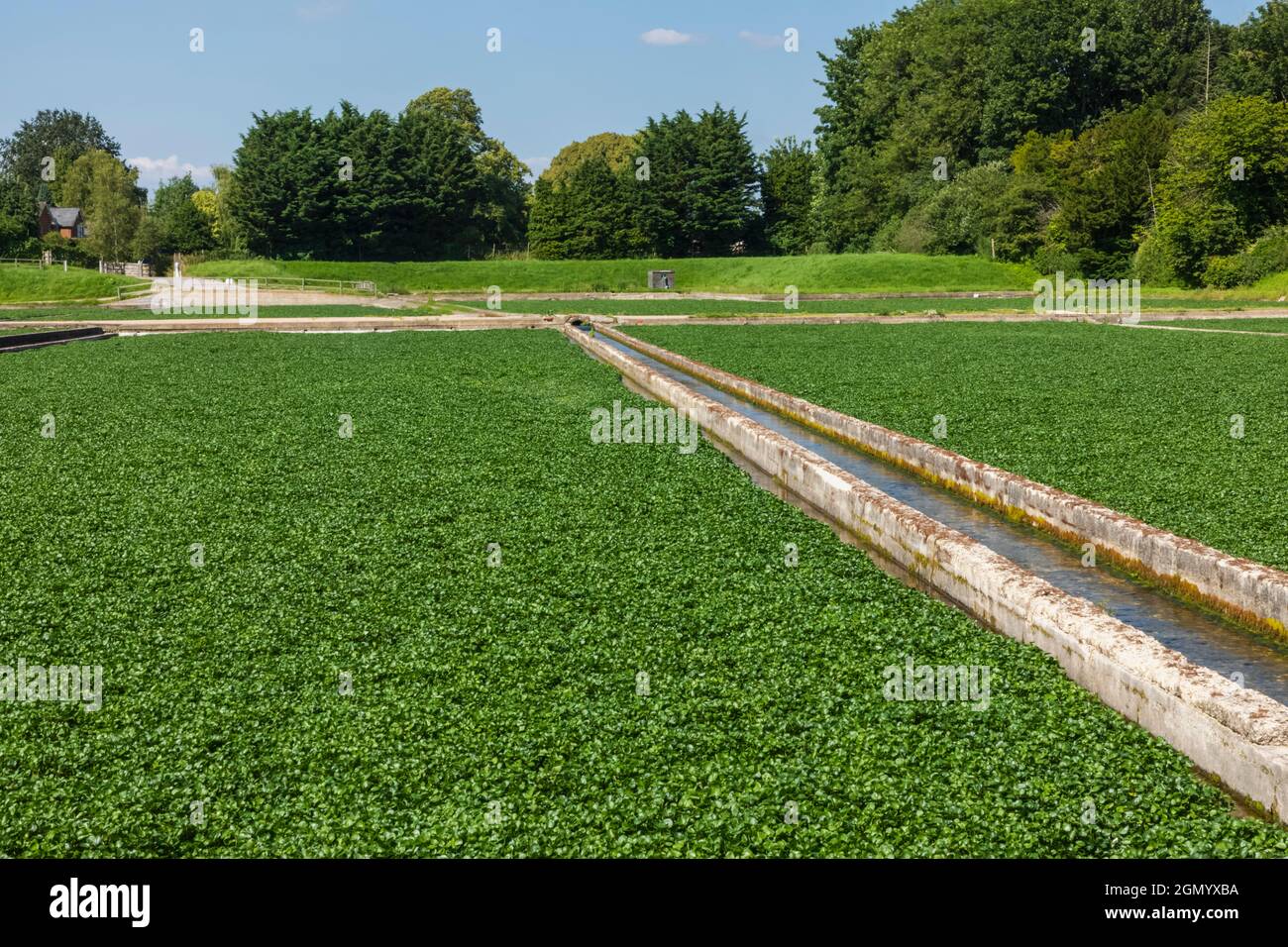 Watercress field england hampshire hi-res stock photography and images ...