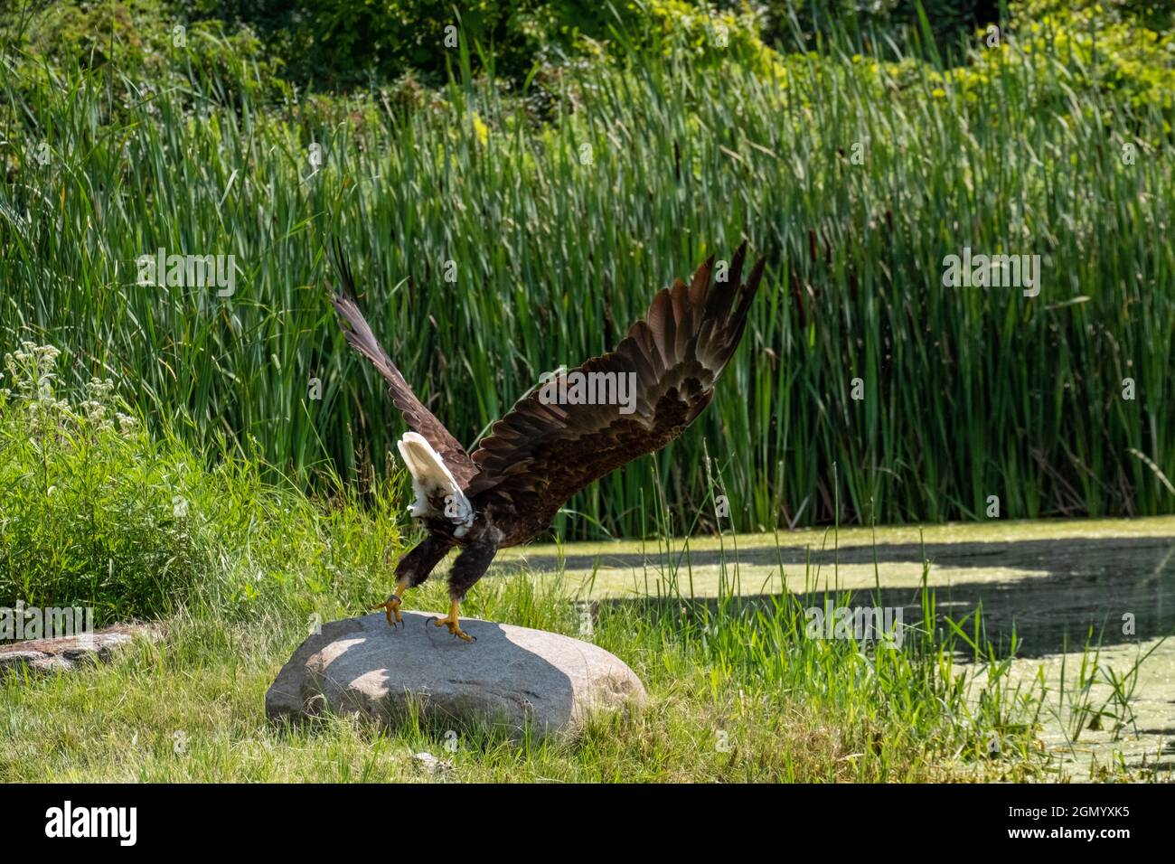 Closeup shot of an eagle in a field during the day Stock Photo - Alamy