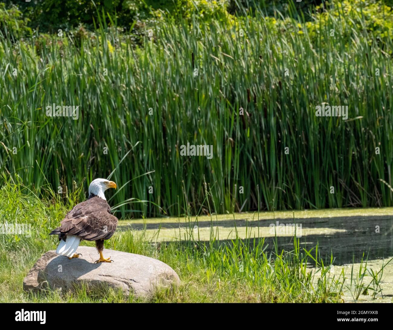 Closeup shot of an eagle in a field during the day Stock Photo - Alamy