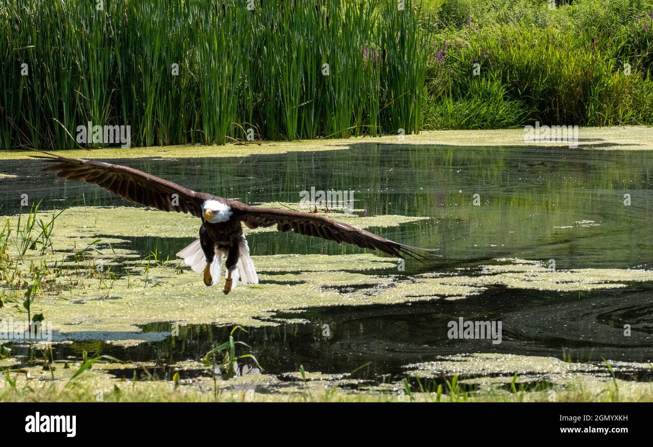 Closeup shot of an eagle in a field during the day Stock Photo - Alamy