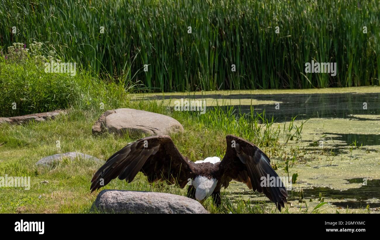 Closeup shot of an eagle in a field during the day Stock Photo - Alamy
