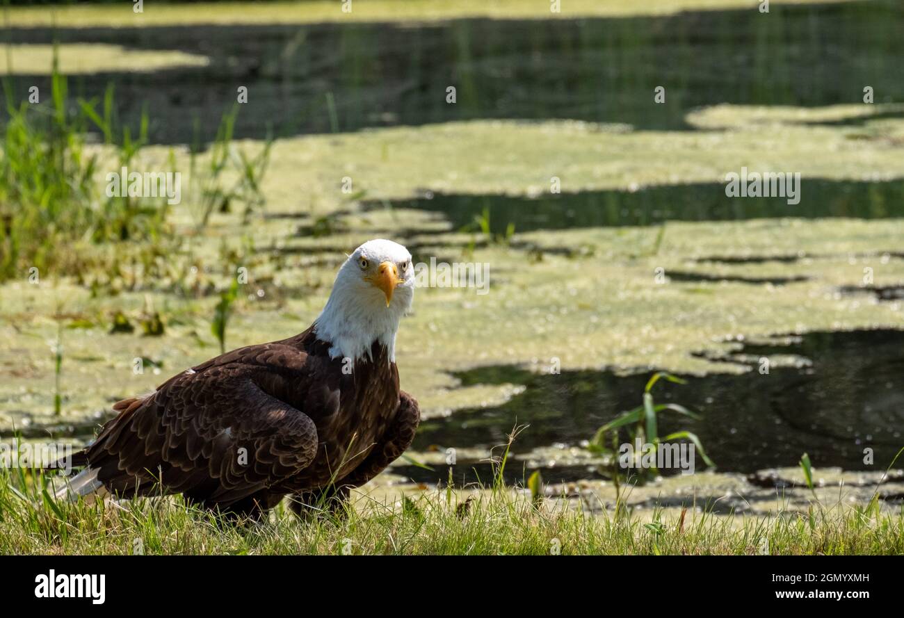 Closeup shot of an eagle in a field during the day Stock Photo - Alamy