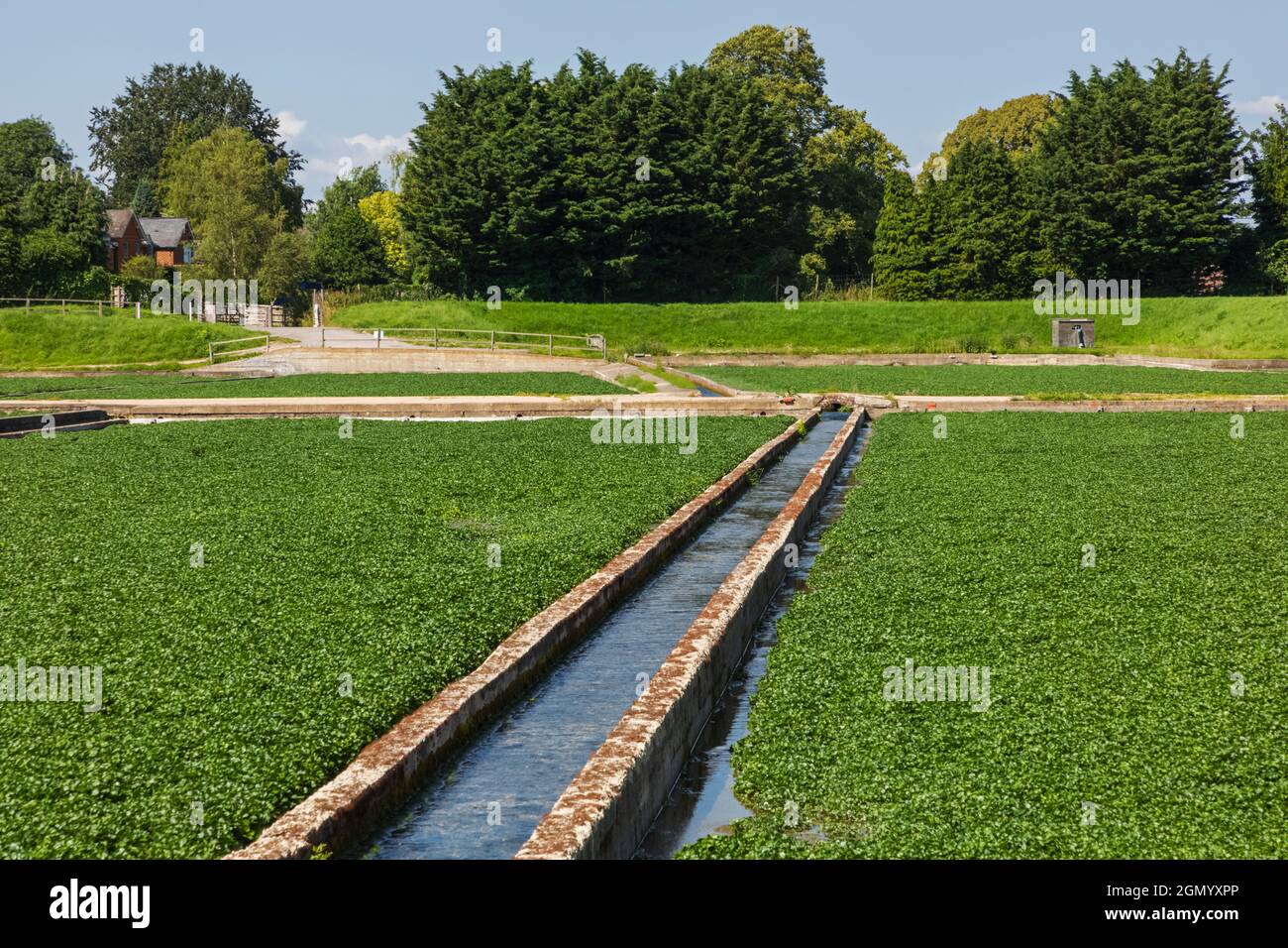 England, Hampshire, Old Alresford, Watercress Fields Stock Photo - Alamy