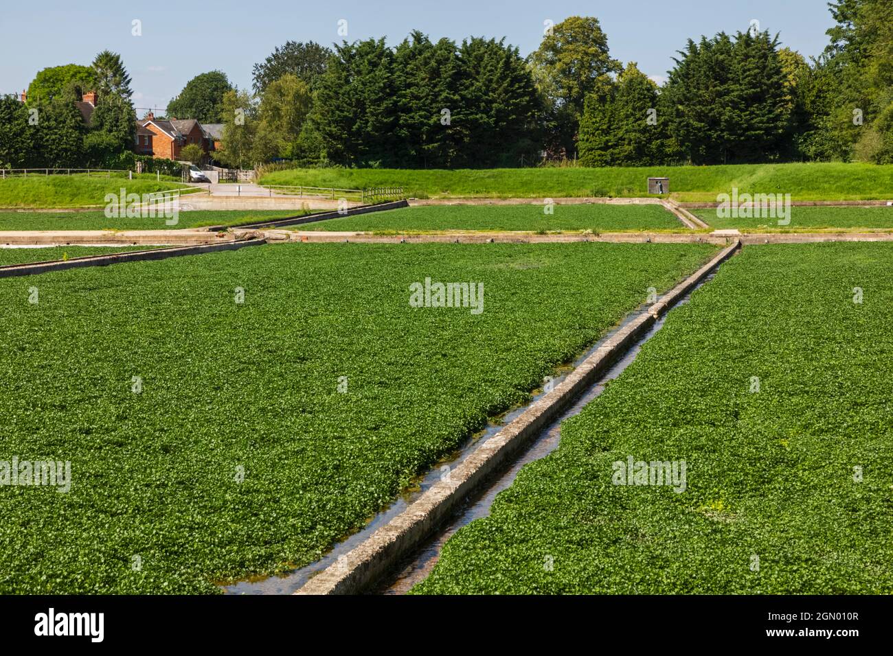 Watercress field england hampshire hi-res stock photography and images ...