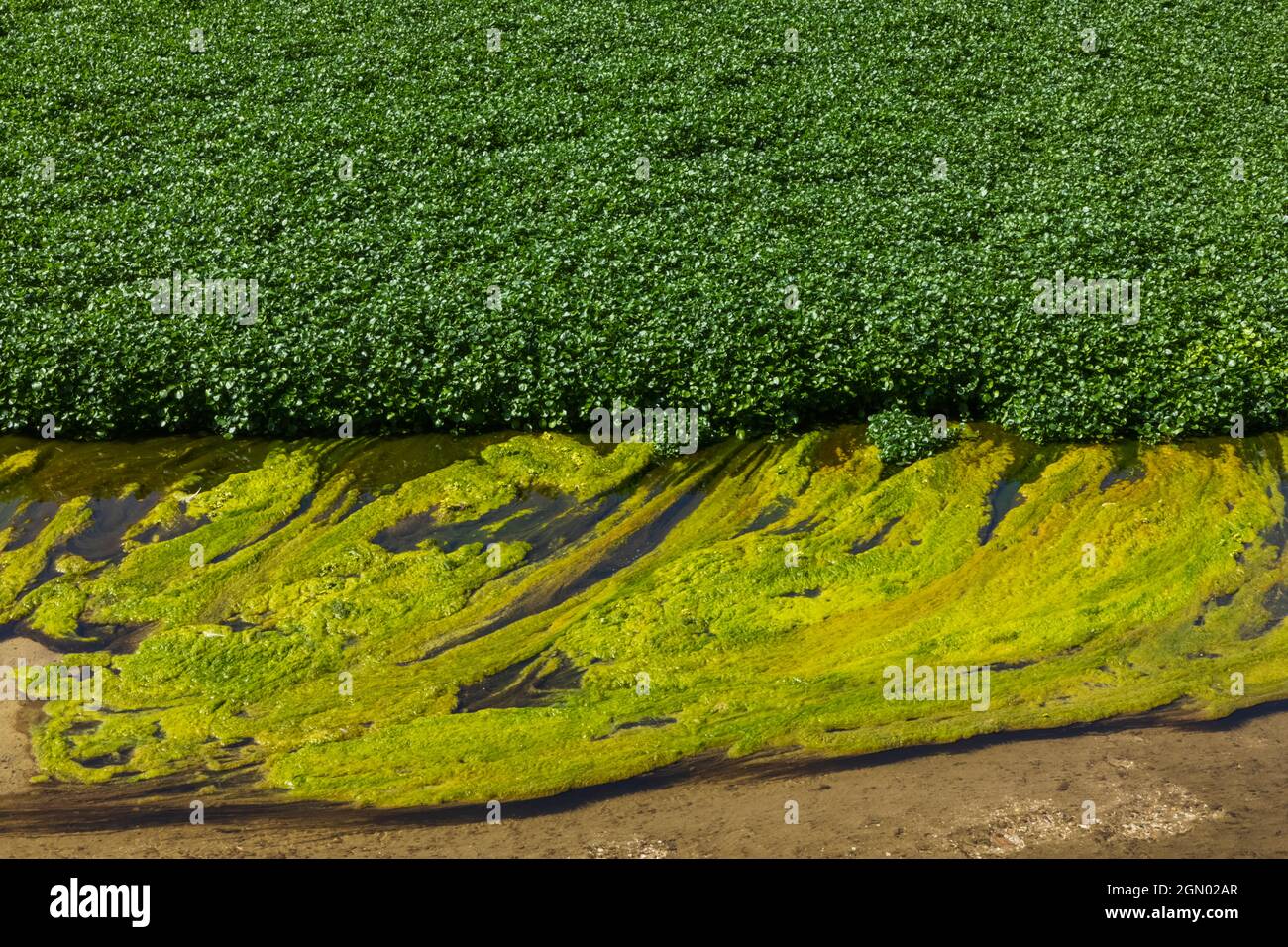 England, Hampshire, Old Alresford, Watercress Fields Stock Photo - Alamy