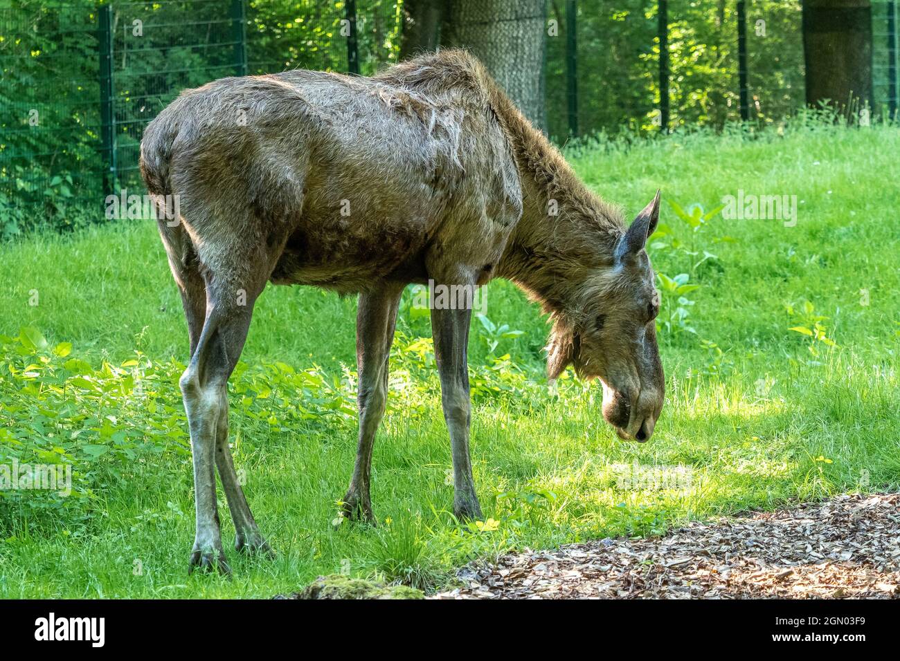 European Moose, Alces alces, also known as the elk. Wild life animal ...