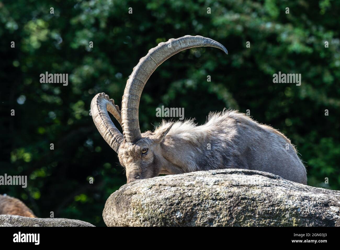 Male mountain ibex - capra ibex sitting on a rock in a German park ...