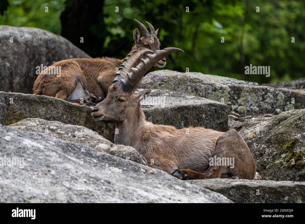Male mountain ibex - capra ibex in the zoo Stock Photo - Alamy