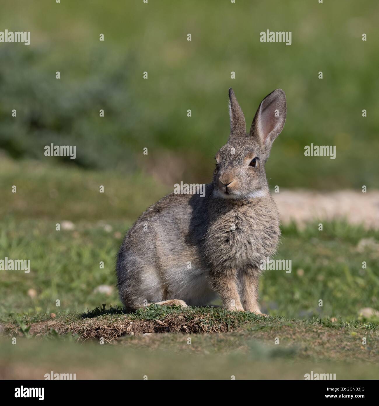 European rabbit, Common rabbit, Bunny, Oryctolagus cuniculus sitting on ...