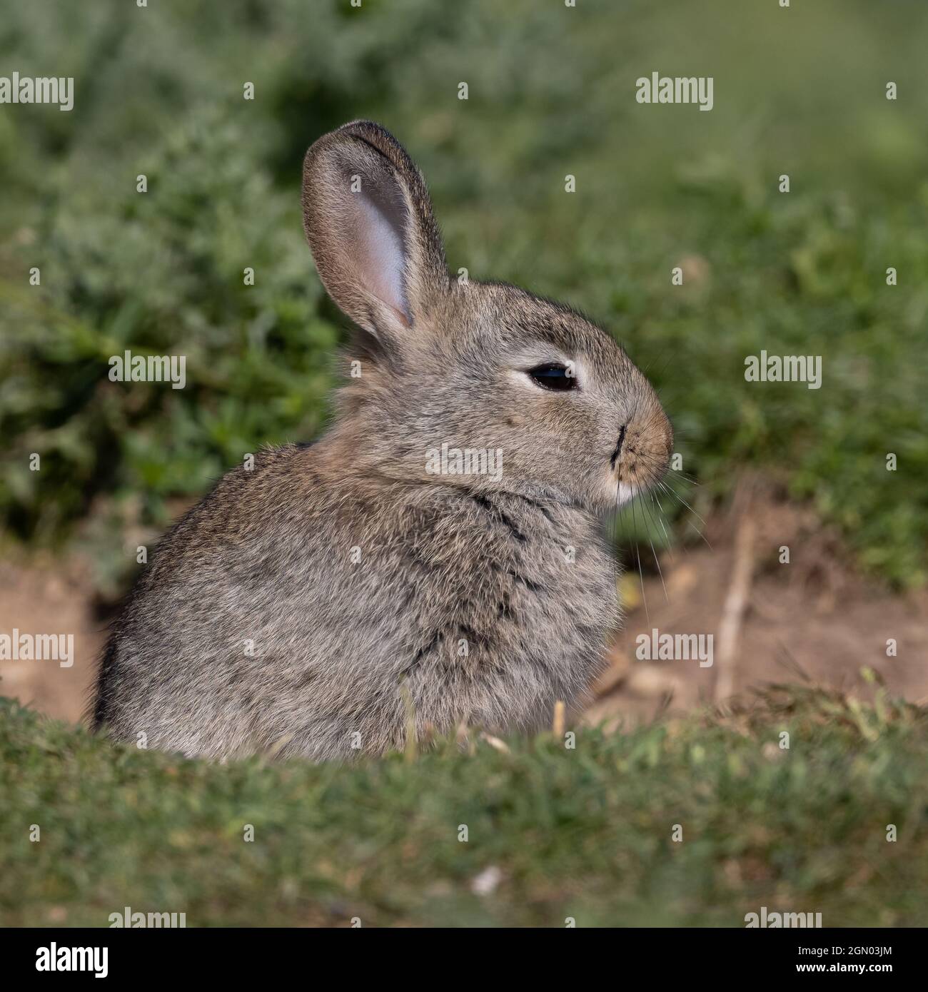 European rabbit, Common rabbit, Bunny, Oryctolagus cuniculus sitting on ...