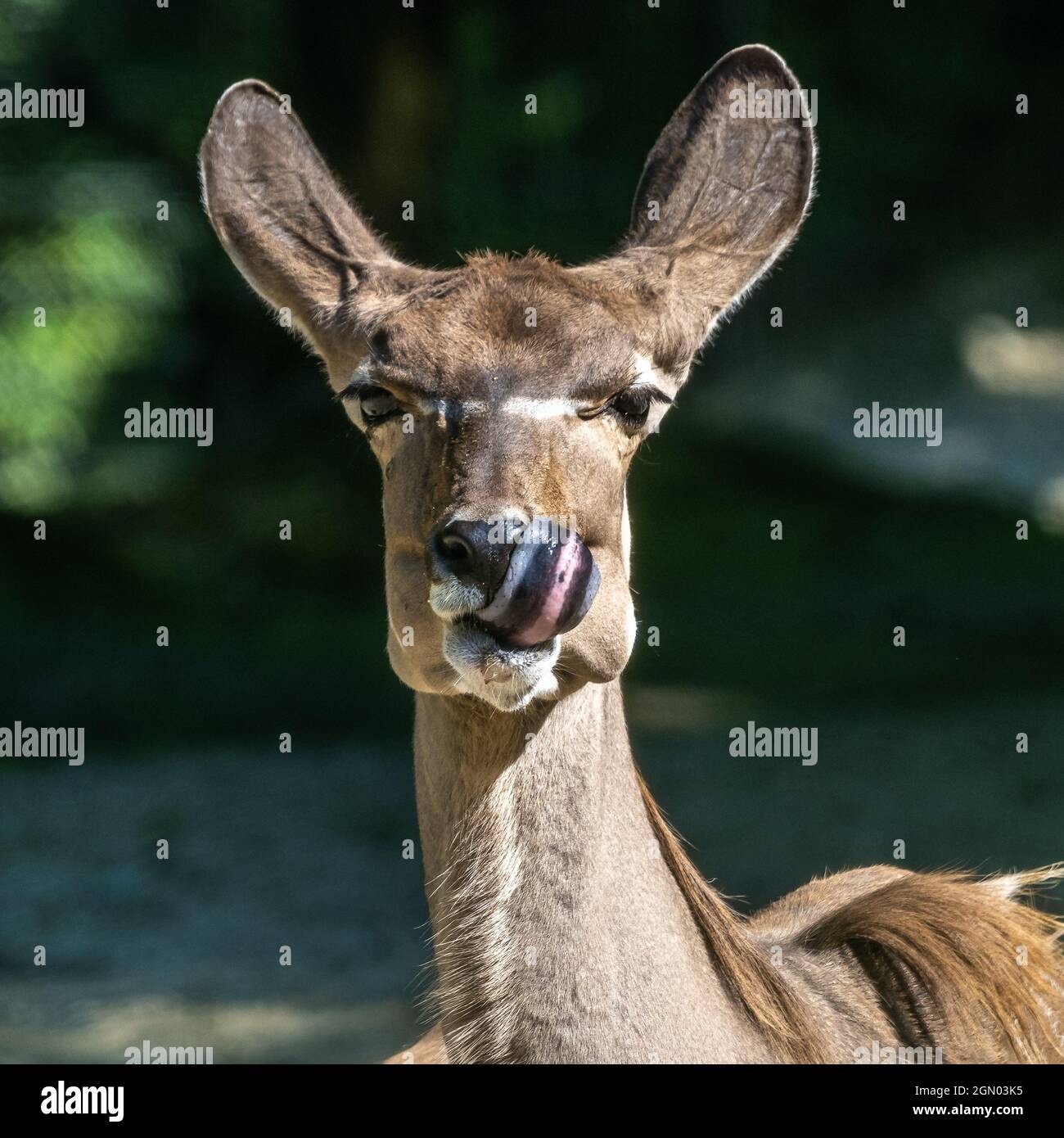 The common eland, Taurotragus oryx also known as the southern eland or ...