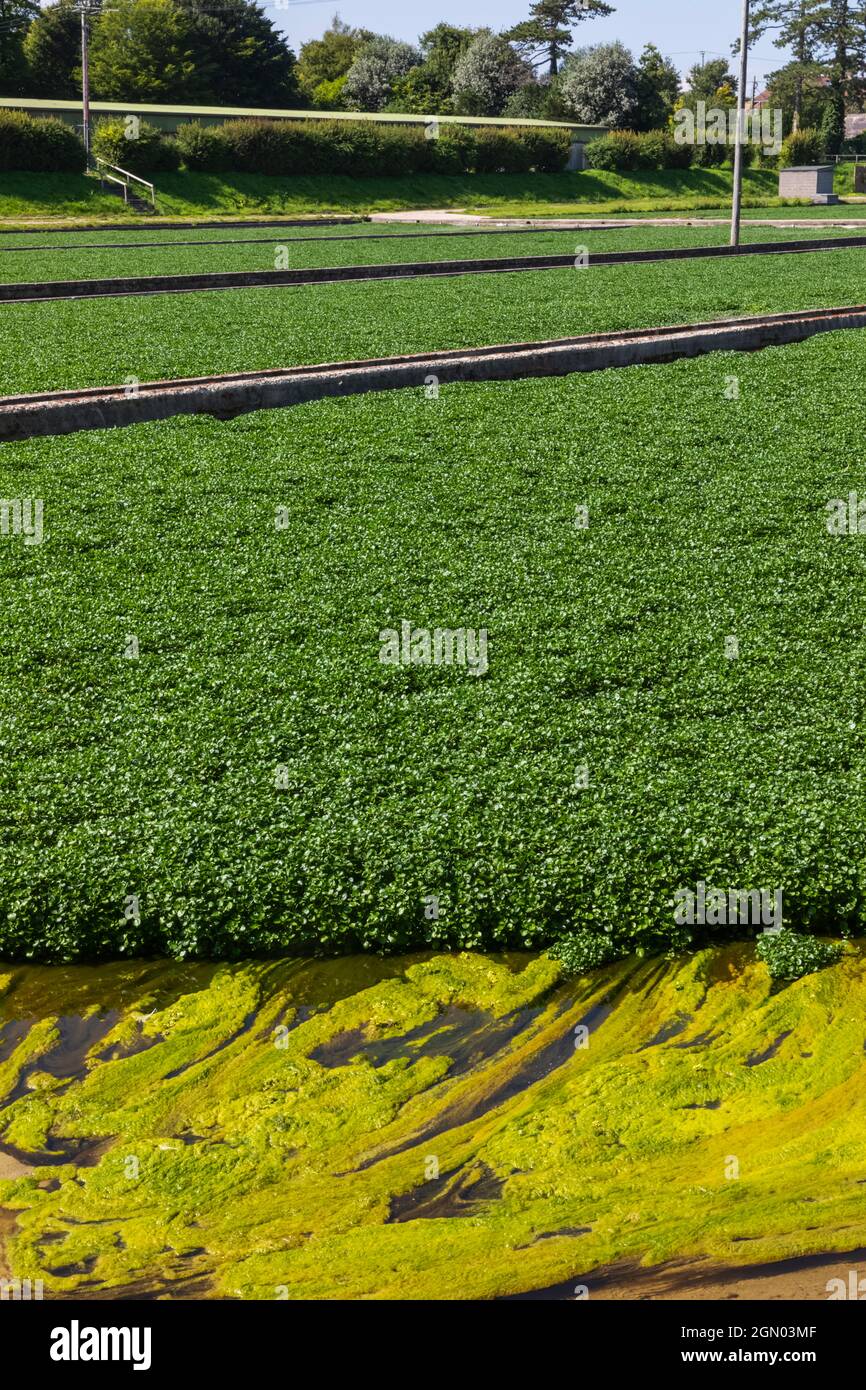 England, Hampshire, Old Alresford, Watercress Fields Stock Photo - Alamy