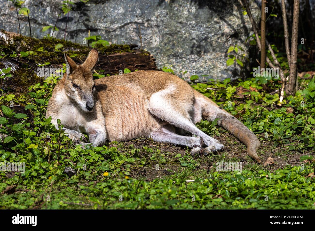 The agile wallaby, Macropus agilis also known as the sandy wallaby is a ...