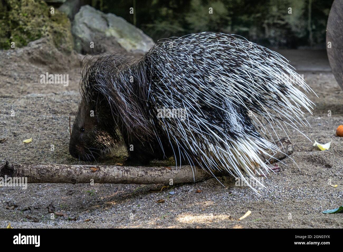 The Indian crested Porcupine, Hystrix indica or Indian porcupine, is a ...