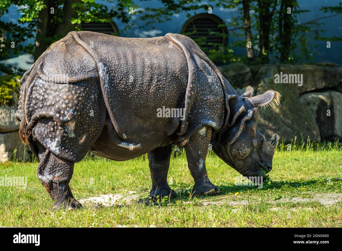 The Indian Rhinoceros, Rhinoceros unicornis is also called Greater One ...