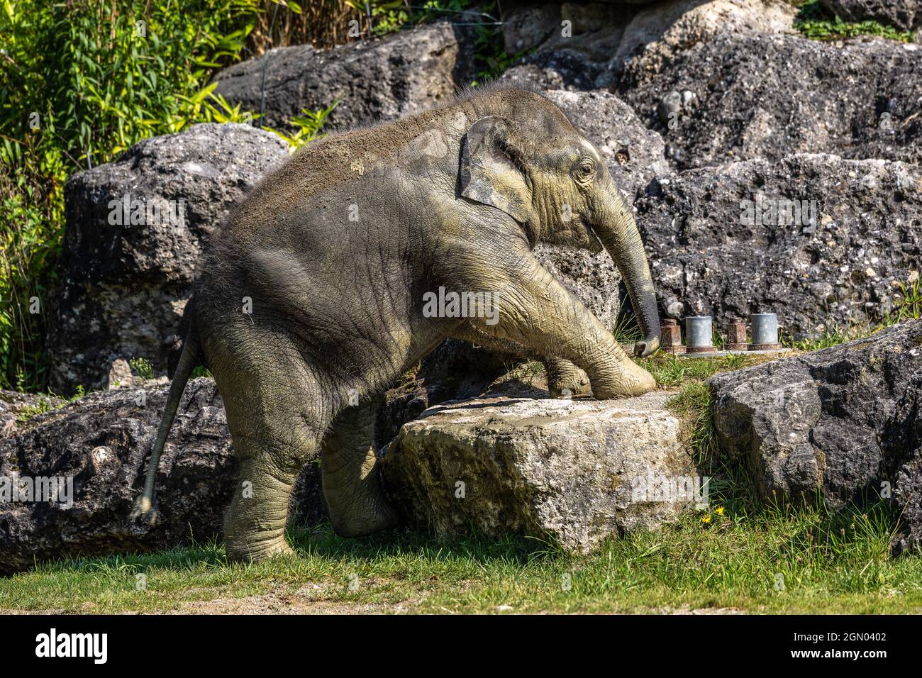 The Asian elephant, Elephas maximus also called Asiatic elephant, is ...
